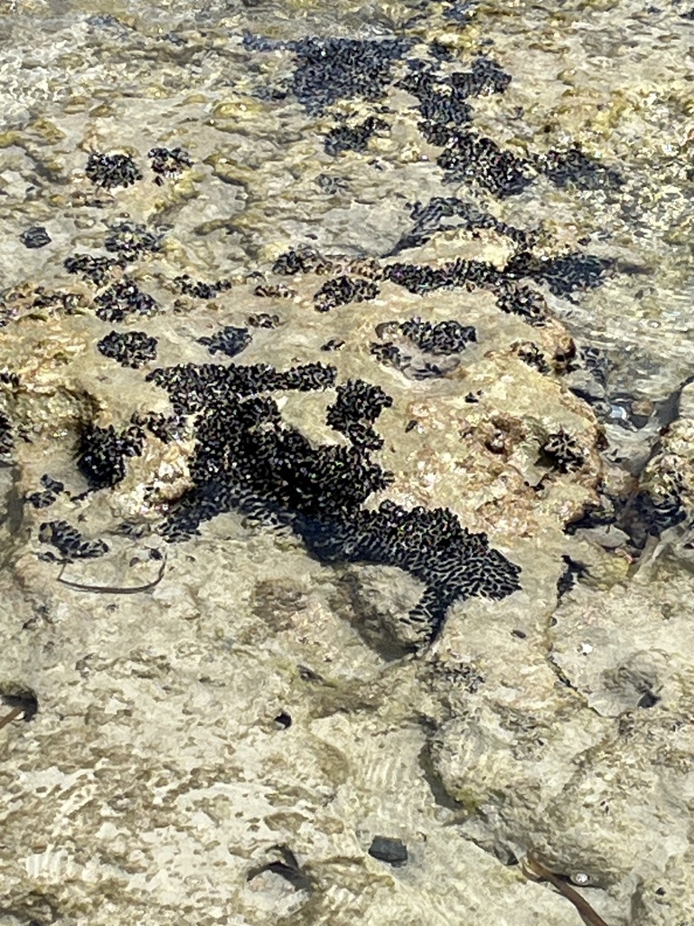 Molluscs from Puerto Rico, Fajardo, Puerto Rico, US on April 23, 2024 ...