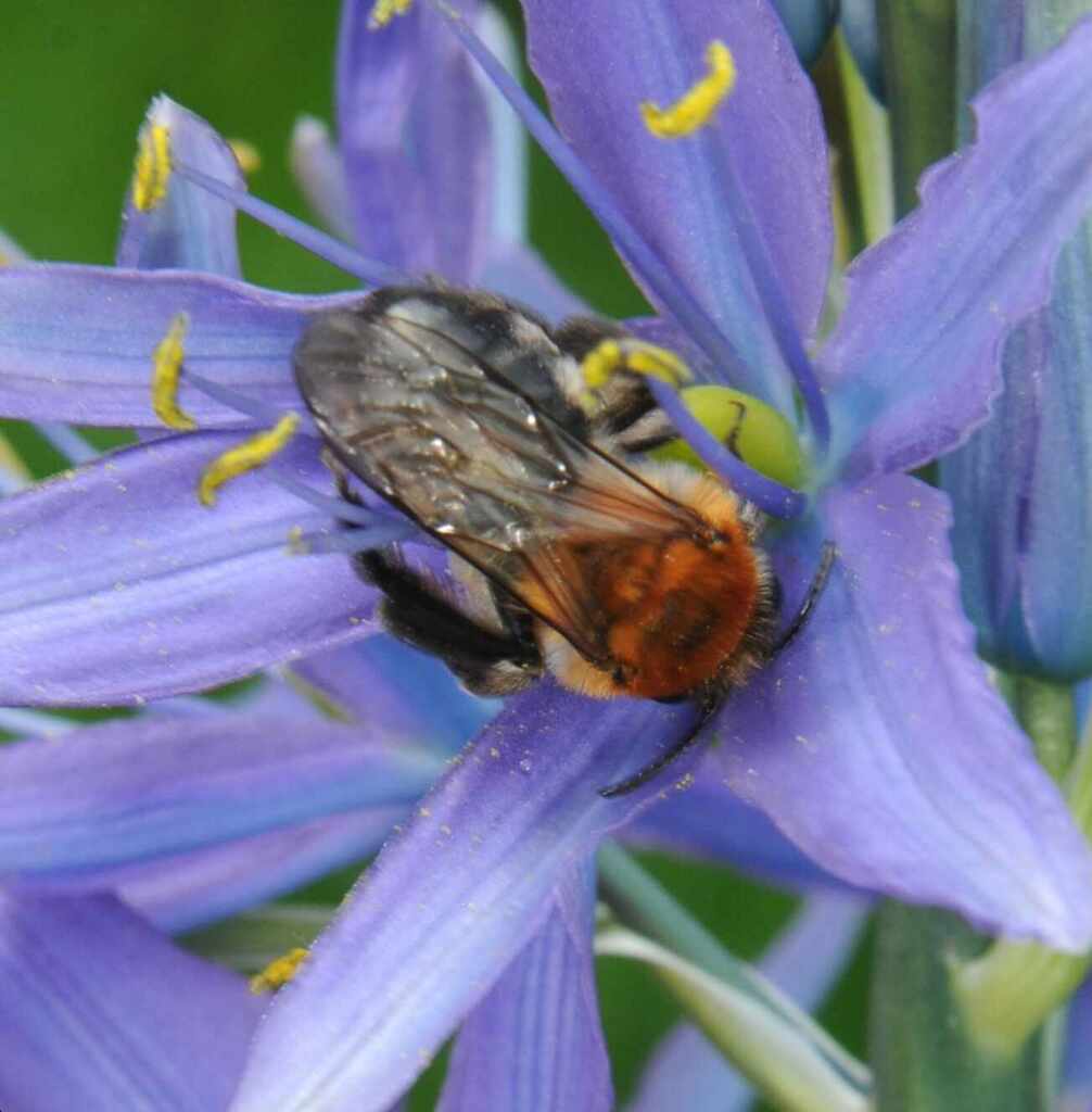 Grey-patched Mining Bee in April 2024 by Tig · iNaturalist