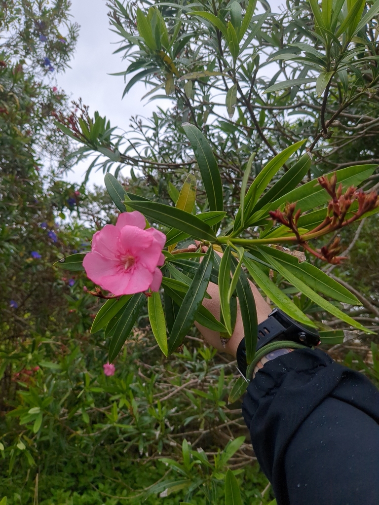 oleander from Hamilton Parish, Bermuda on 23 April, 2024 at 11:47 AM by ...