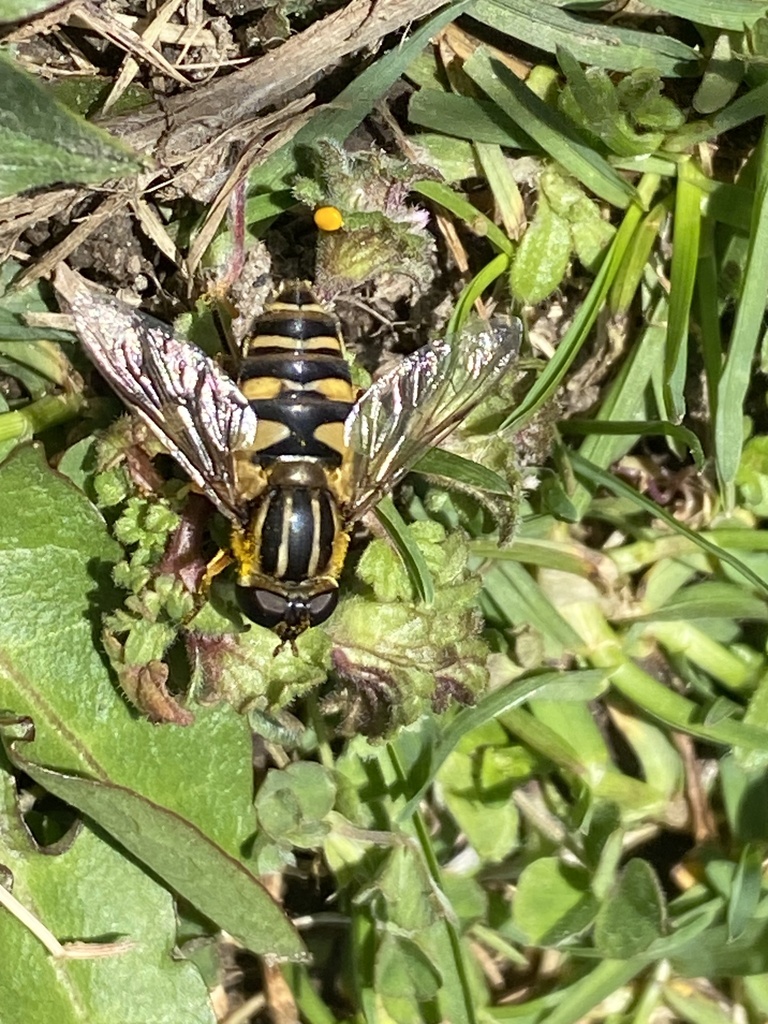 Narrow-headed Marsh Fly from Rean Park, Toronto, ON, CA on April 22 ...