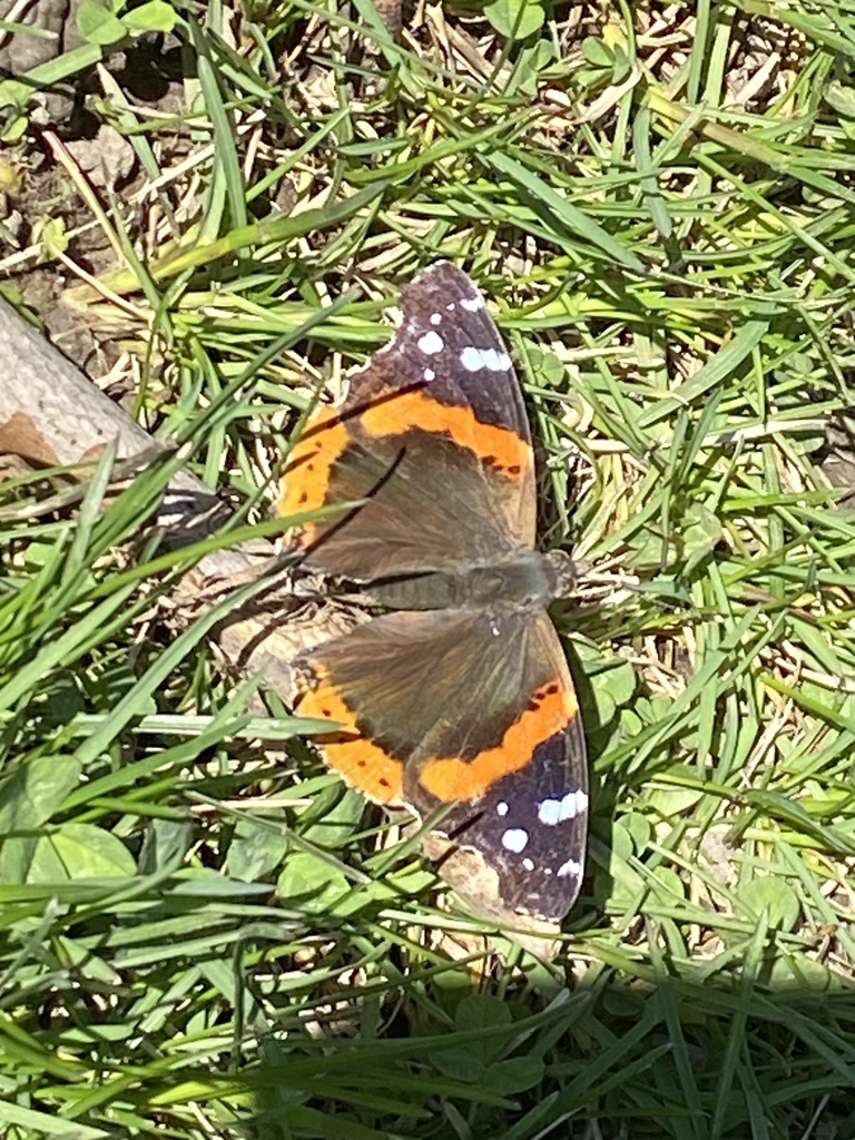 Red Admiral from Rean Park, Toronto, ON, CA on April 22, 2024 at 12:34 ...