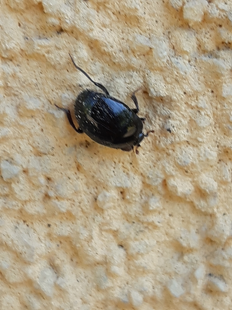 Saprinus from Ústí nad Labem-Severní Terasa, Česko on April 23, 2024 at ...