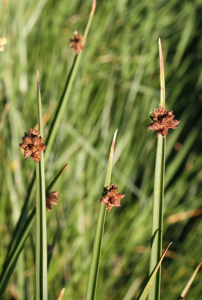 American three-square bulrush from Parque Ecológico Xochimilco México D ...