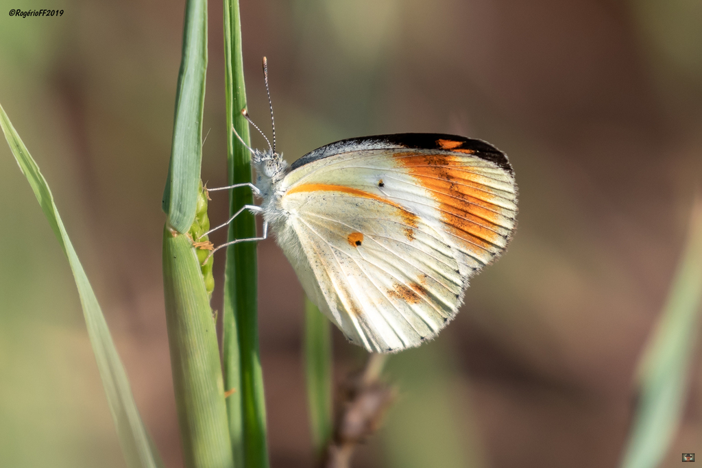 Small Orange Tip from Belas, Angola on April 28, 2019 at 12:24 AM by ...