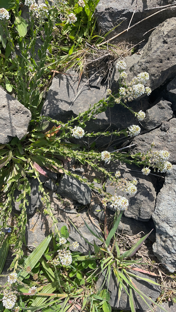 field peppergrass from Bremerton on April 23, 2024 at 10:40 AM by Kelly ...