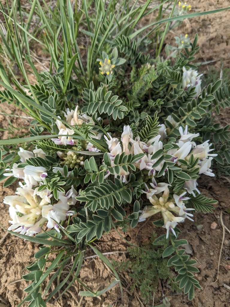 Ground-plum from Walsenburg, CO 81089, USA on April 22, 2024 at 04:37 ...