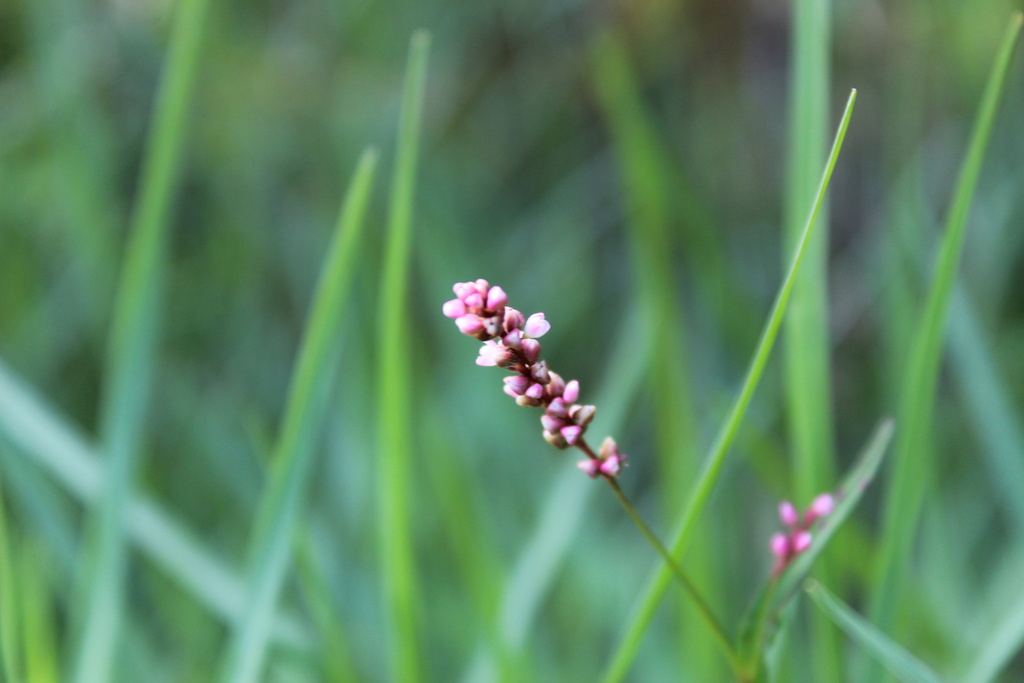 low smartweed from Tampa, FL, US on April 23, 2024 at 02:44 PM by ...