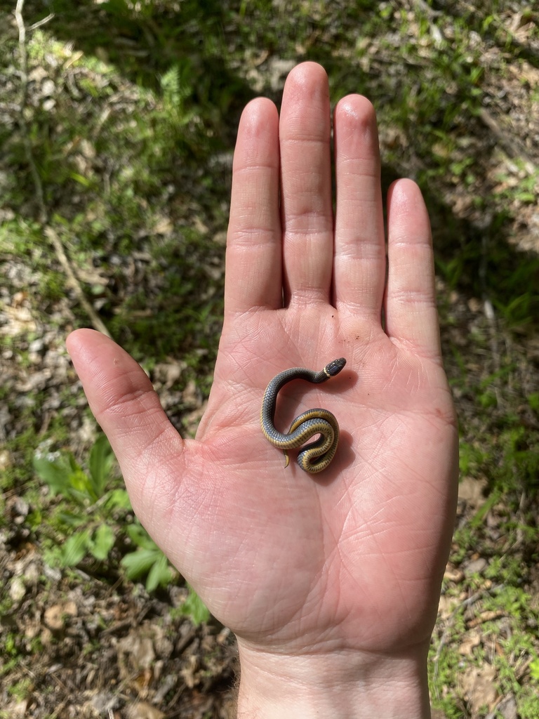 ring-necked snake in April 2024 by Jonathan Lafferty · iNaturalist