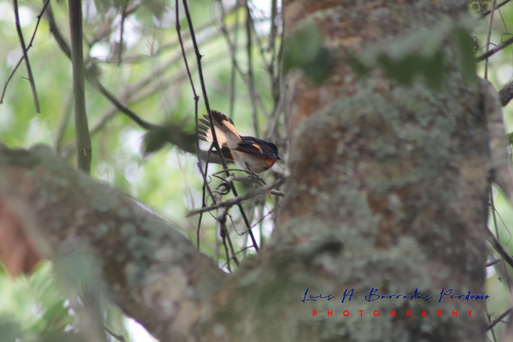 American Redstart from Nido del Halcón, Col Santa Bárbara, Ver., México ...