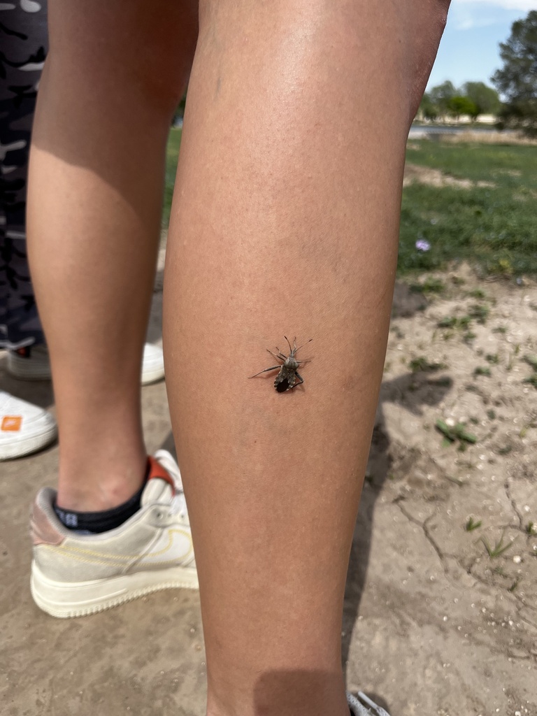 Mozena obtusa from North, Lubbock, TX, US on April 23, 2024 at 03:48 PM ...