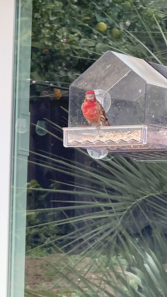 House Finch from Morningstar Ln, Fallbrook, CA, US on April 23, 2024 at ...