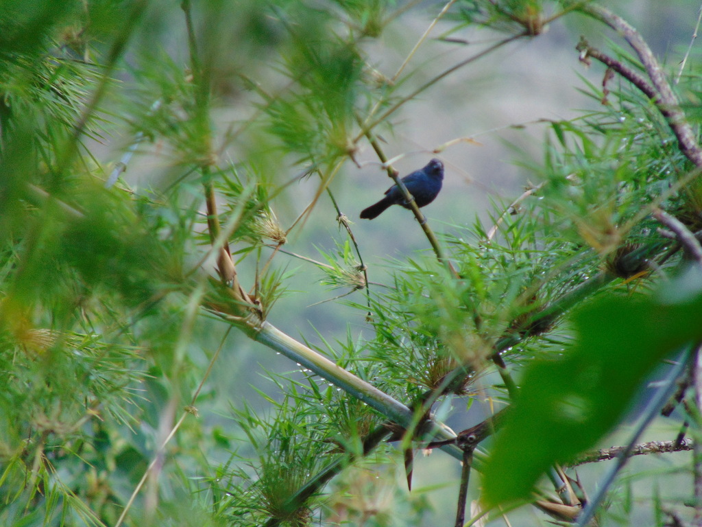 Blue Seedeater from Provincia de Alajuela, Grecia, Costa Rica on May 5 ...