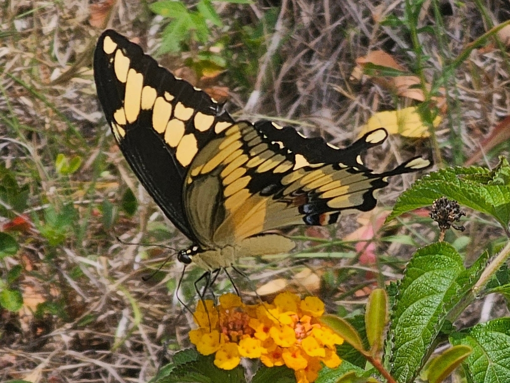 Eastern Giant Swallowtail from Brevard County, FL, USA on April 23 ...