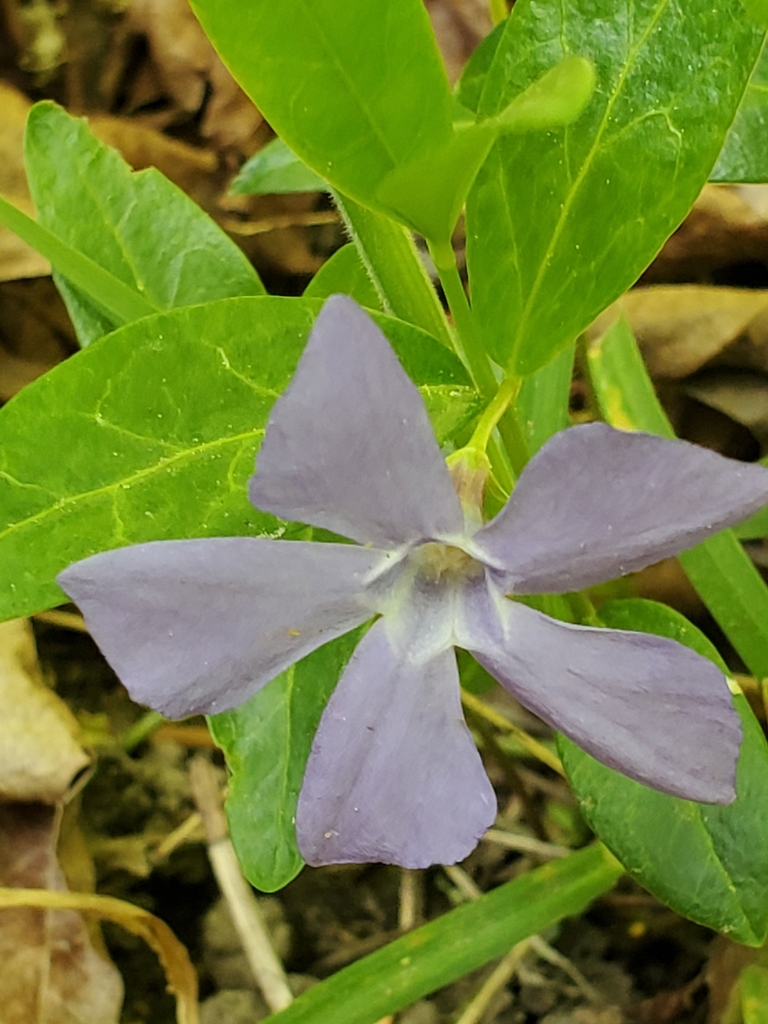 periwinkles from Capital, CA-BC, CA on April 23, 2024 at 03:47 PM by ...