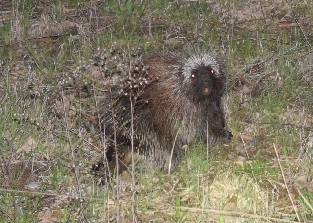 North American Porcupine from Trout Run, pa on May 7, 2016 at 08:52 PM ...