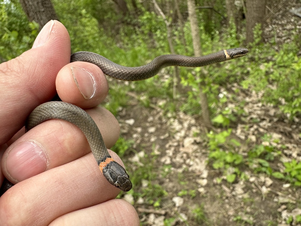 ring-necked snake in April 2024 by Sam. This record is for the snake in ...