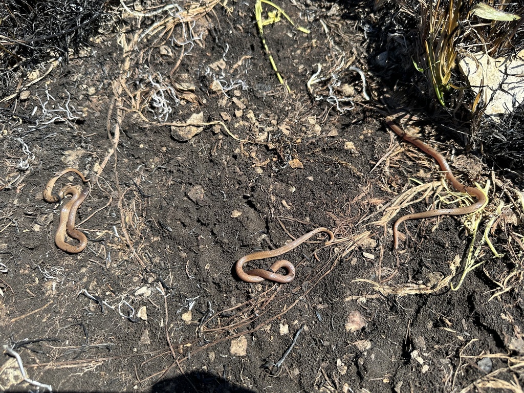 Flat-headed Snake in April 2024 by Sam. This record is for the snake in ...