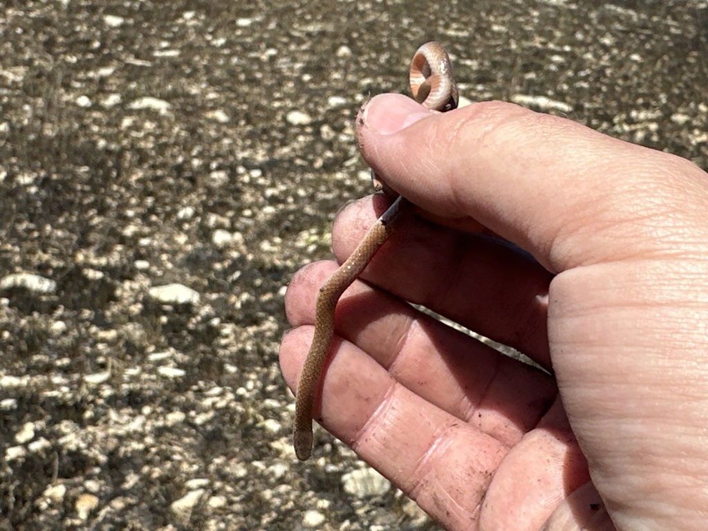 Flat-headed Snake in April 2024 by Sam · iNaturalist