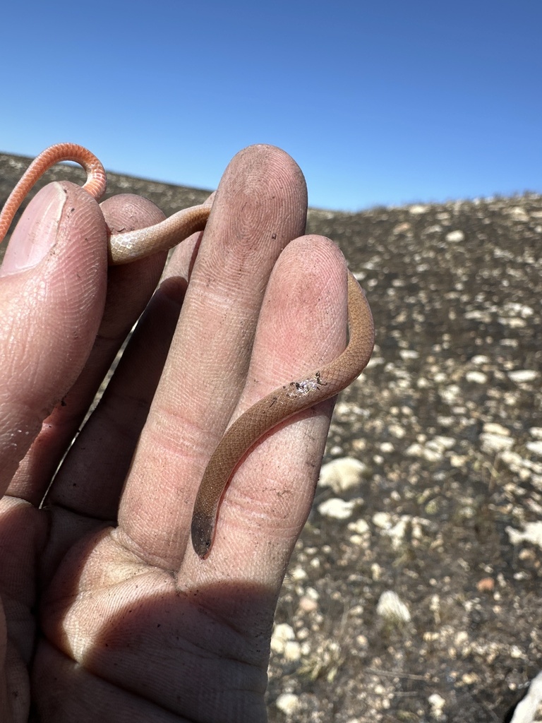 Flat-headed Snake in April 2024 by Sam · iNaturalist