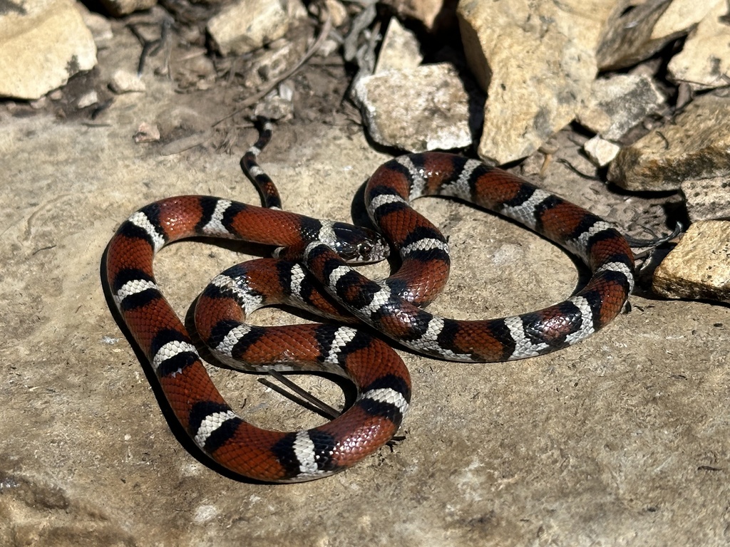 Western Milksnake in April 2024 by Sam · iNaturalist