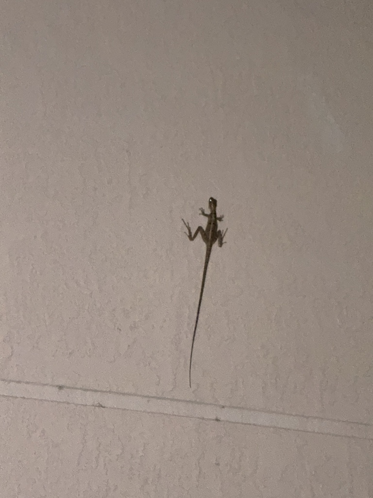 Brown Basilisk from Florida Atlantic University, Jupiter, FL, US on ...