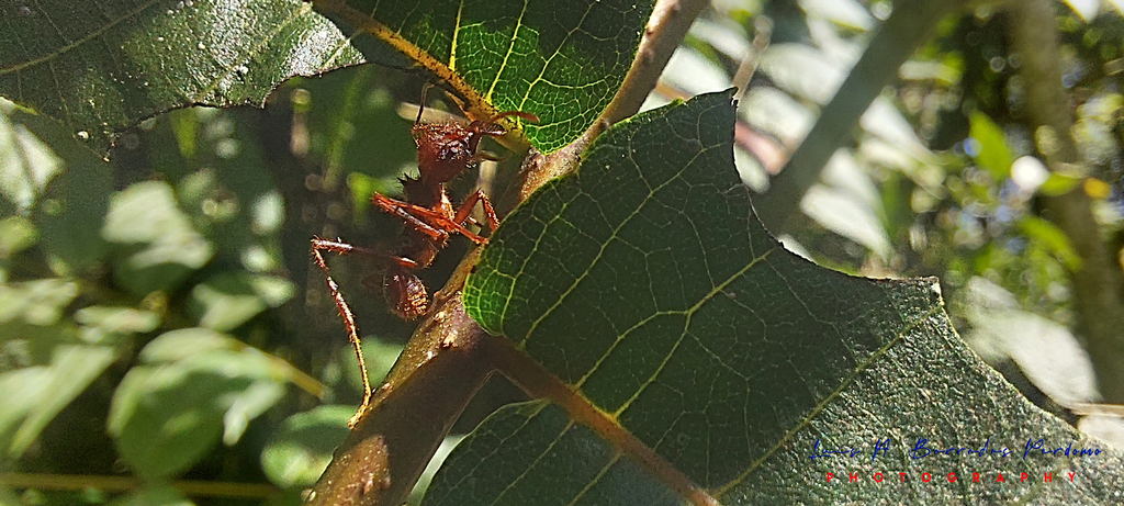 Atta Leaf-cutter Ants from Tlalnelhuayocan, Ver., México on February 13 ...