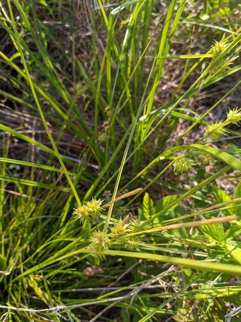 Elliott's Sedge in April 2024 by Eric Ungberg · iNaturalist