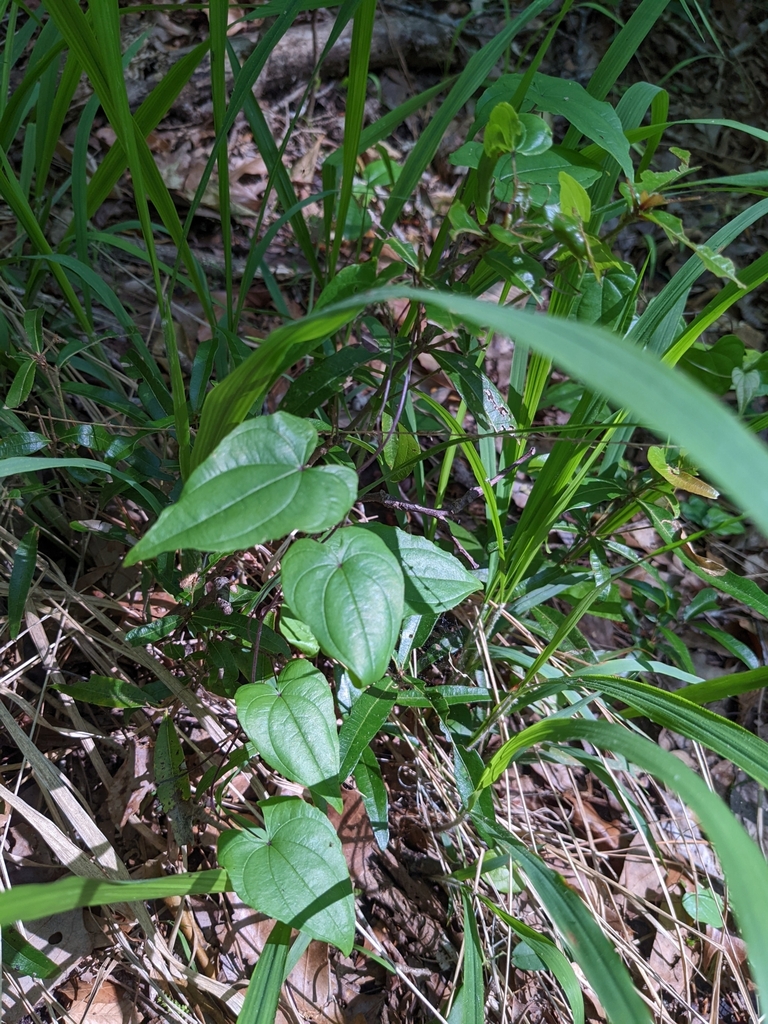 Florida Yam in April 2024 by Eric Ungberg · iNaturalist