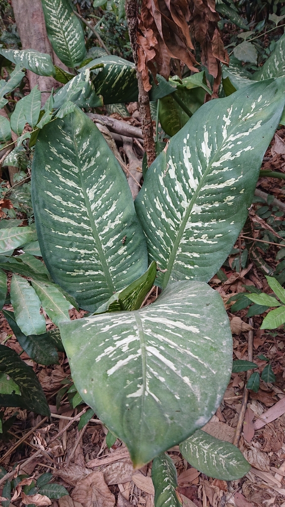 tuftroot from 804台灣高雄市鼓山區鼓岩里 on April 24, 2024 at 08:59 AM by hsehse gg ...