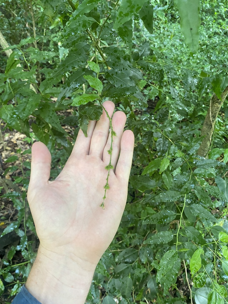 Monococcus echinophorus from Neurum, QLD, AU on April 24, 2024 at 09:31 ...
