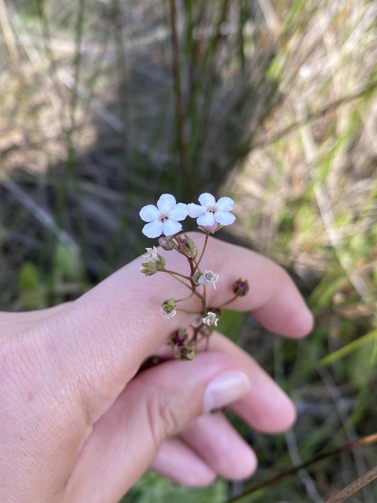 limewater brookweed from Werner Boyce Salt Springs State Park, Port ...