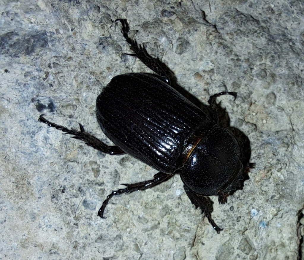 Phileurini from 47783 Rancho Viejo del Refugio, Jal., México on April ...