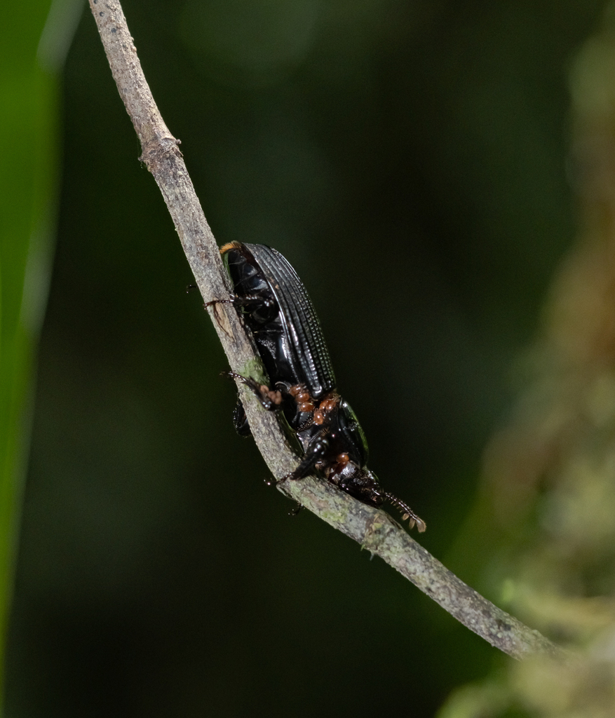 Bess Beetles from Puntarenas Province, Monteverde, Costa Rica on April ...