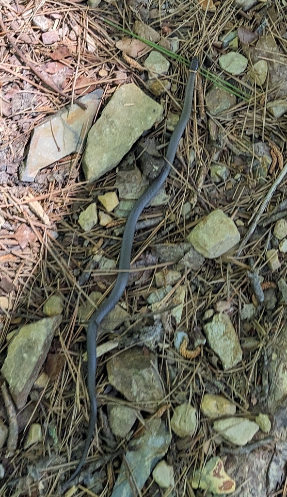 ring-necked snake from Mena, AR 71953, USA on April 22, 2024 at 03:23 ...