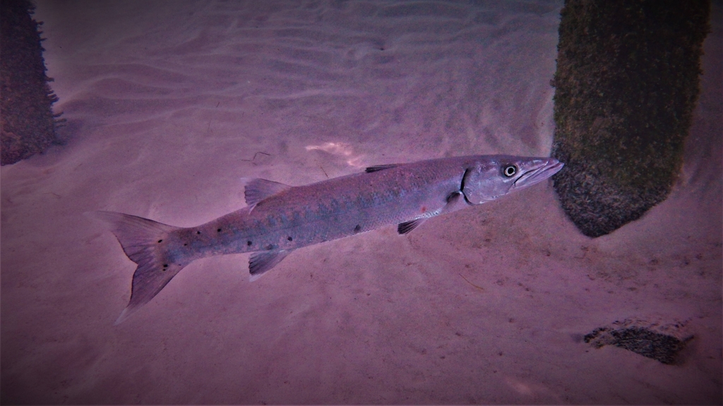 Great Barracuda from Salinas, Isla Mujeres, Q.R., Mexico on August 15 ...