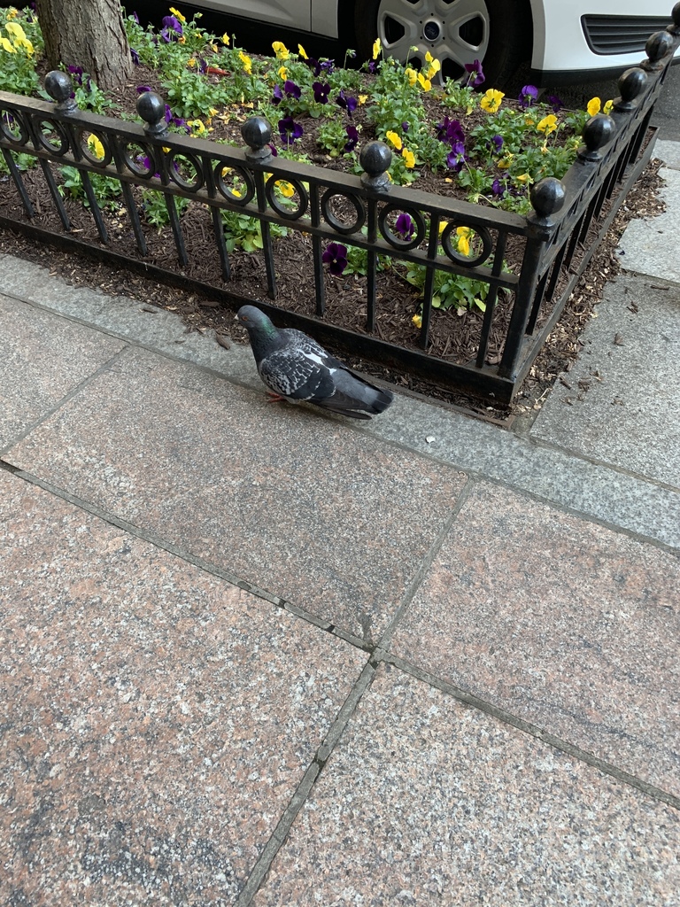 Feral Pigeon from 1201 F St NW, Washington, DC, US on April 29, 2019 at ...