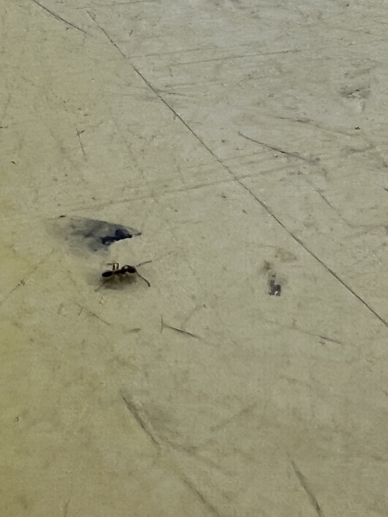 Ants from University of California, Riverside, Riverside, CA, US on ...