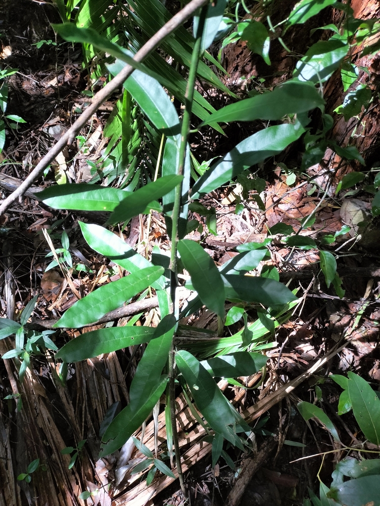 carronia from Valery NSW 2454, Australia on April 24, 2024 at 10:53 AM by Lachlan Manning ...