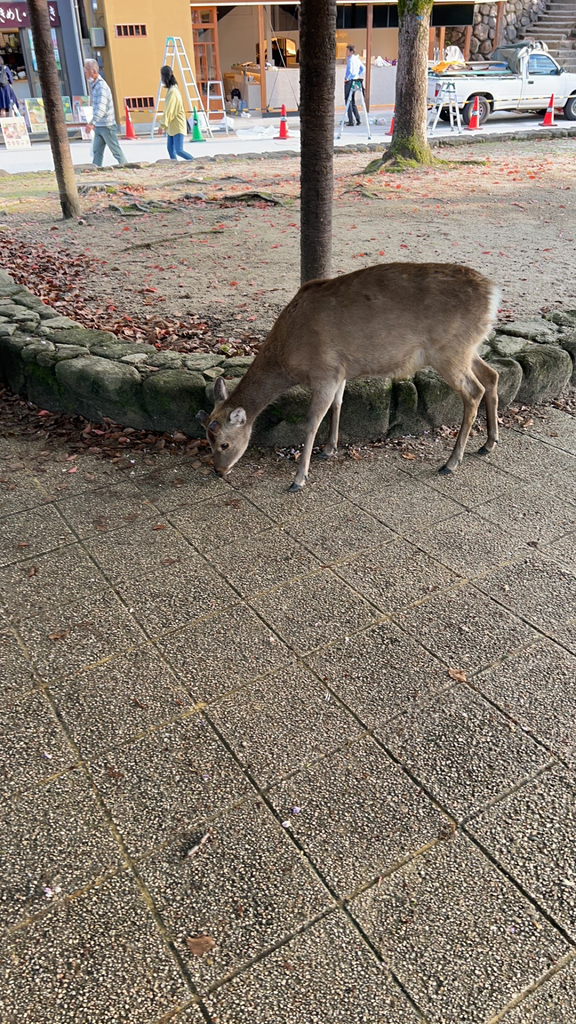 Sika Deer from Hatsukaichi on April 24, 2024 at 05:42 PM by Barry Unis ...
