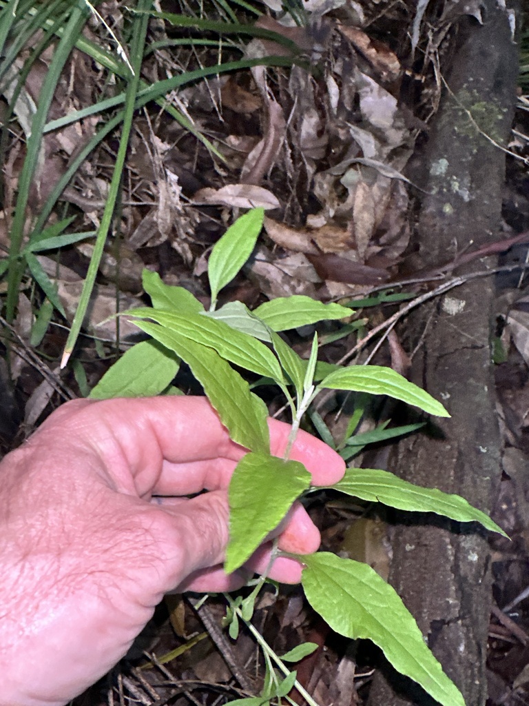 Acomis acoma from Joelle La, Mount Glorious, QLD, AU on April 24, 2024 ...