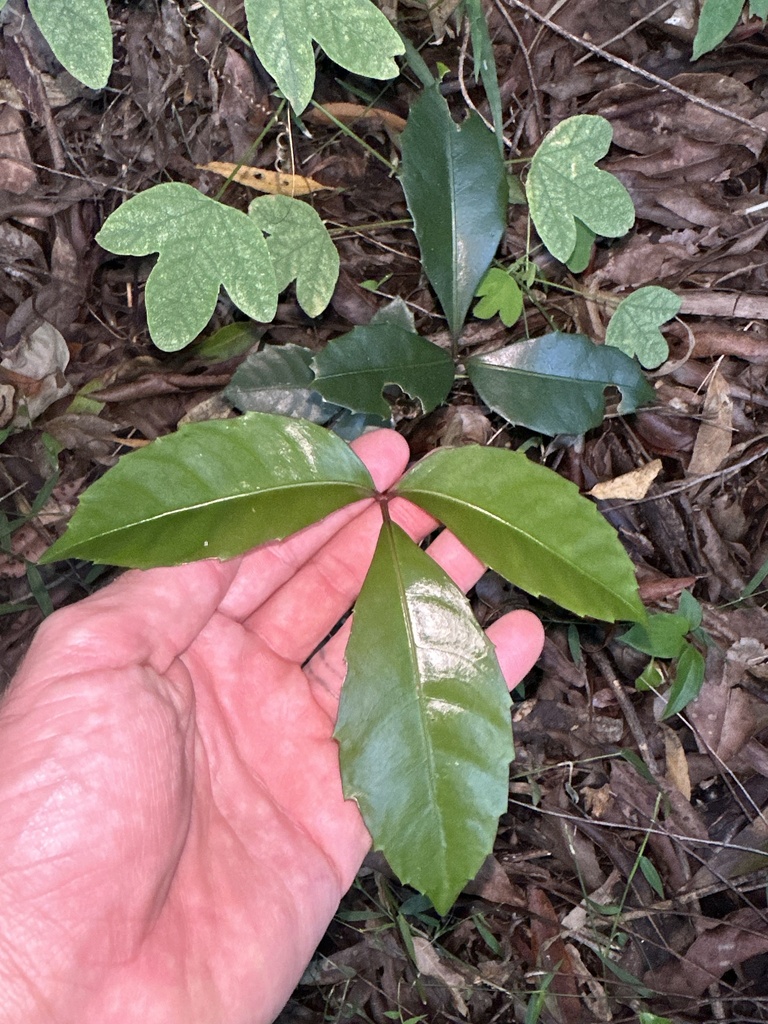 Native Grape from Joelle La, Mount Glorious, QLD, AU on April 24, 2024 ...