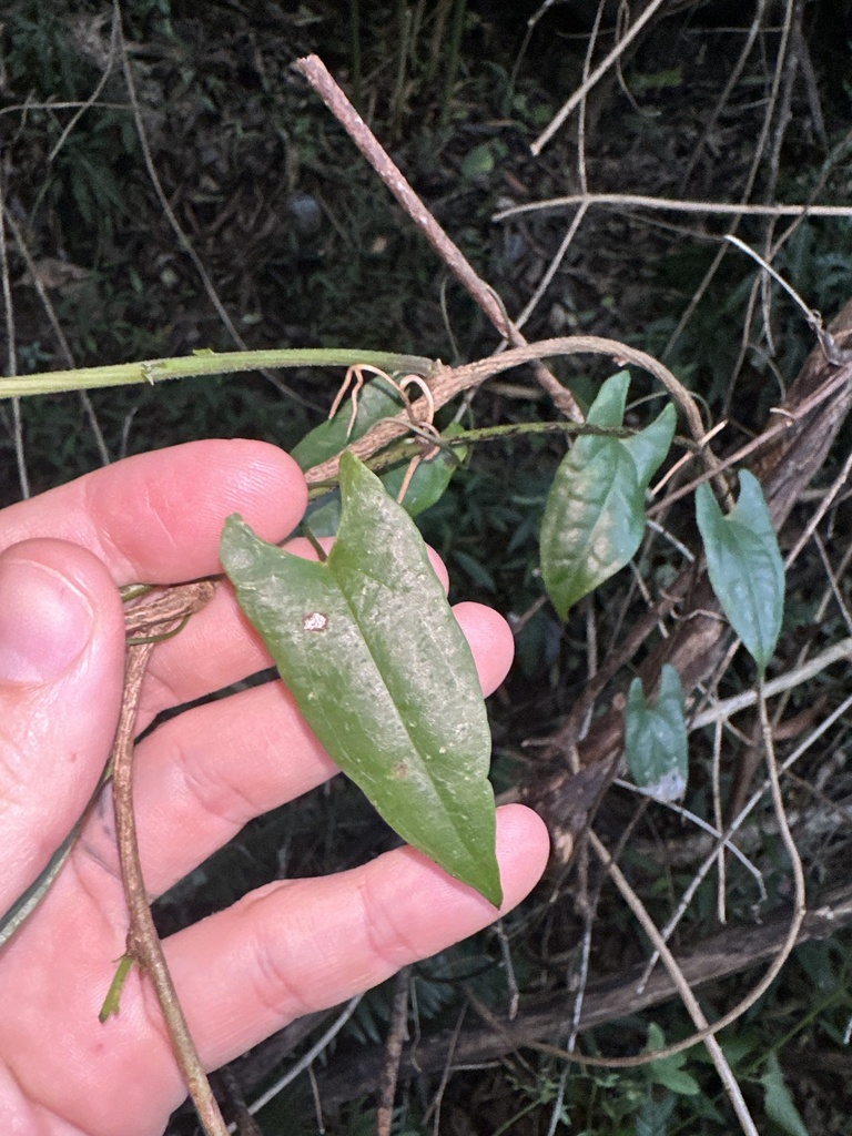 Common Yam Vine from Joelle La, Mount Glorious, QLD, AU on April 24, 2024 at 04:59 PM by ...