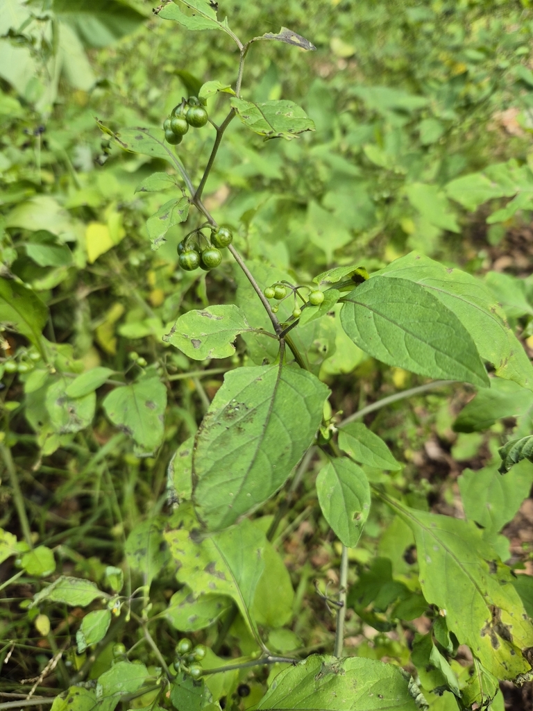 American black nightshade from New Plymouth, NZ-TK, NZ on April 24 ...