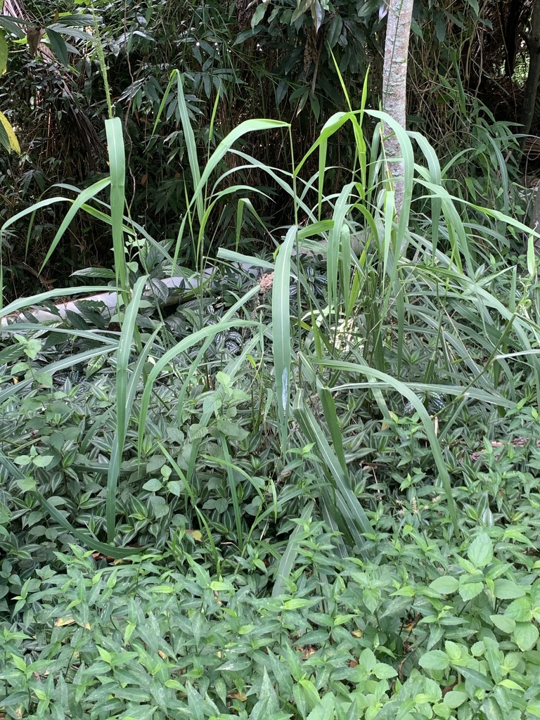 napier grass from Blumenau, BR-SC, BR on April 24, 2024 at 09:41 AM by ...
