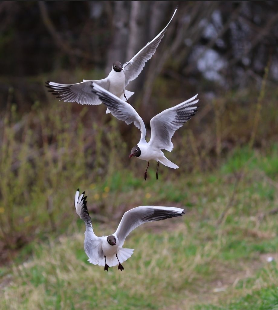 Black-headed Gull from Москва, Россия, 127495 on April 21, 2024 by ...
