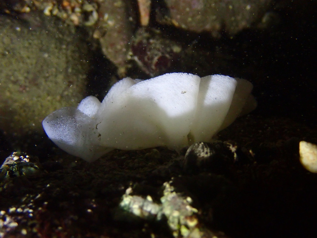 Pink Bubble Snail from 228台灣新北市貢寮區 on April 20, 2024 at 09:50 PM by 陳昱璇 ...