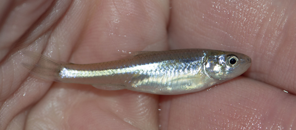 Sand Shiner from Chouteau County, MT, USA on April 28, 2019 at 10:22 PM ...