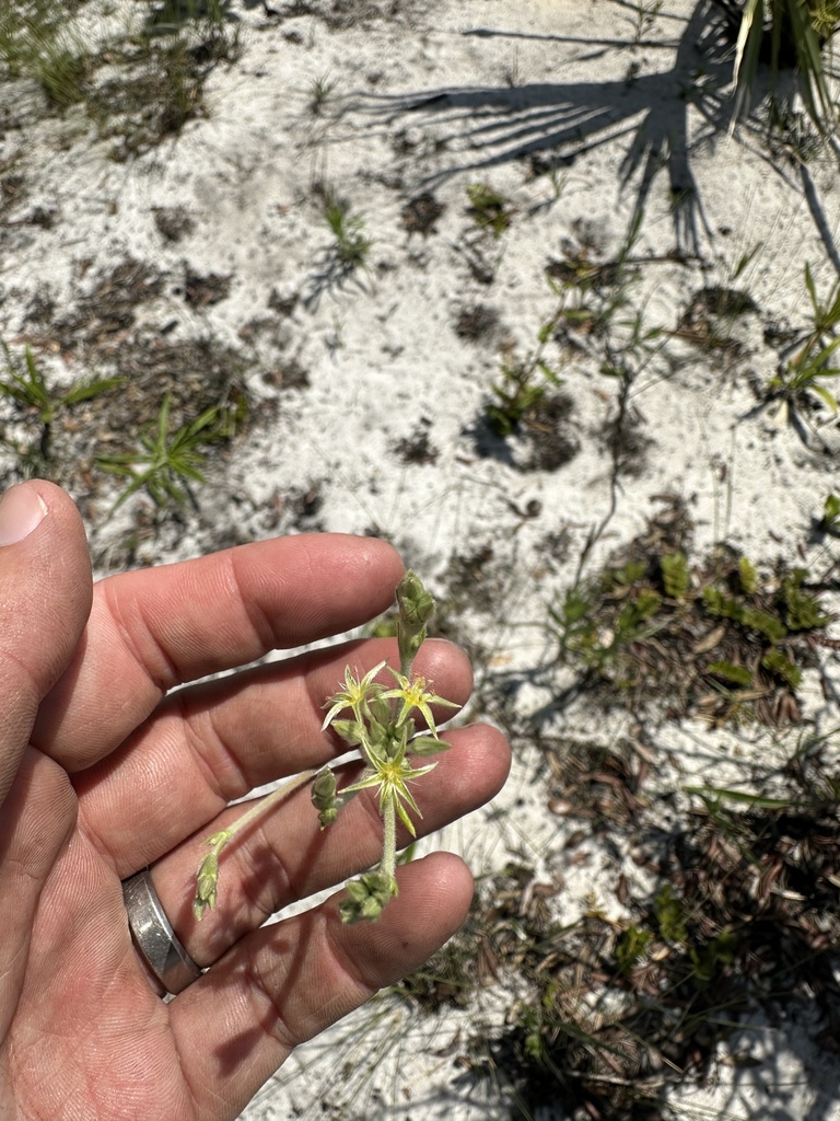 Scrub Buckwheat in April 2024 by Eric Sievers · iNaturalist