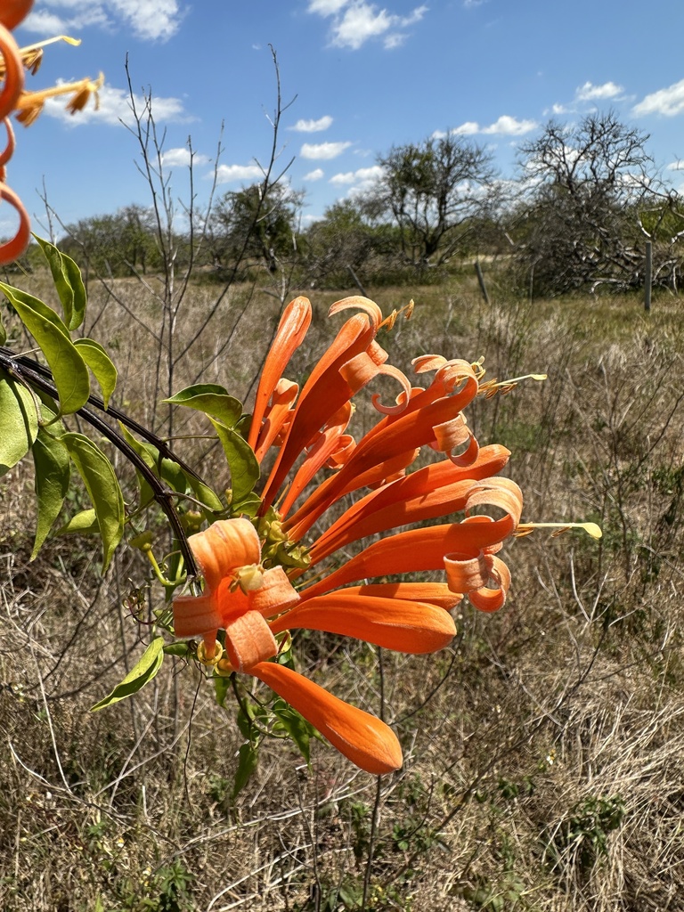 Flame vine from Venus, FL, US on April 24, 2024 at 12:13 PM by Eric ...