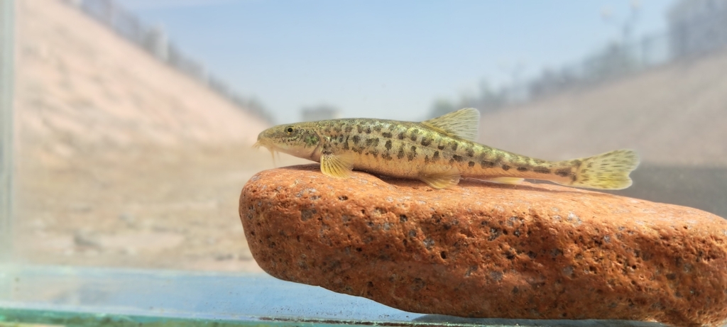 Spotted Thicklip Loach from Fergana, Fergana Region, Uzbekistan on ...